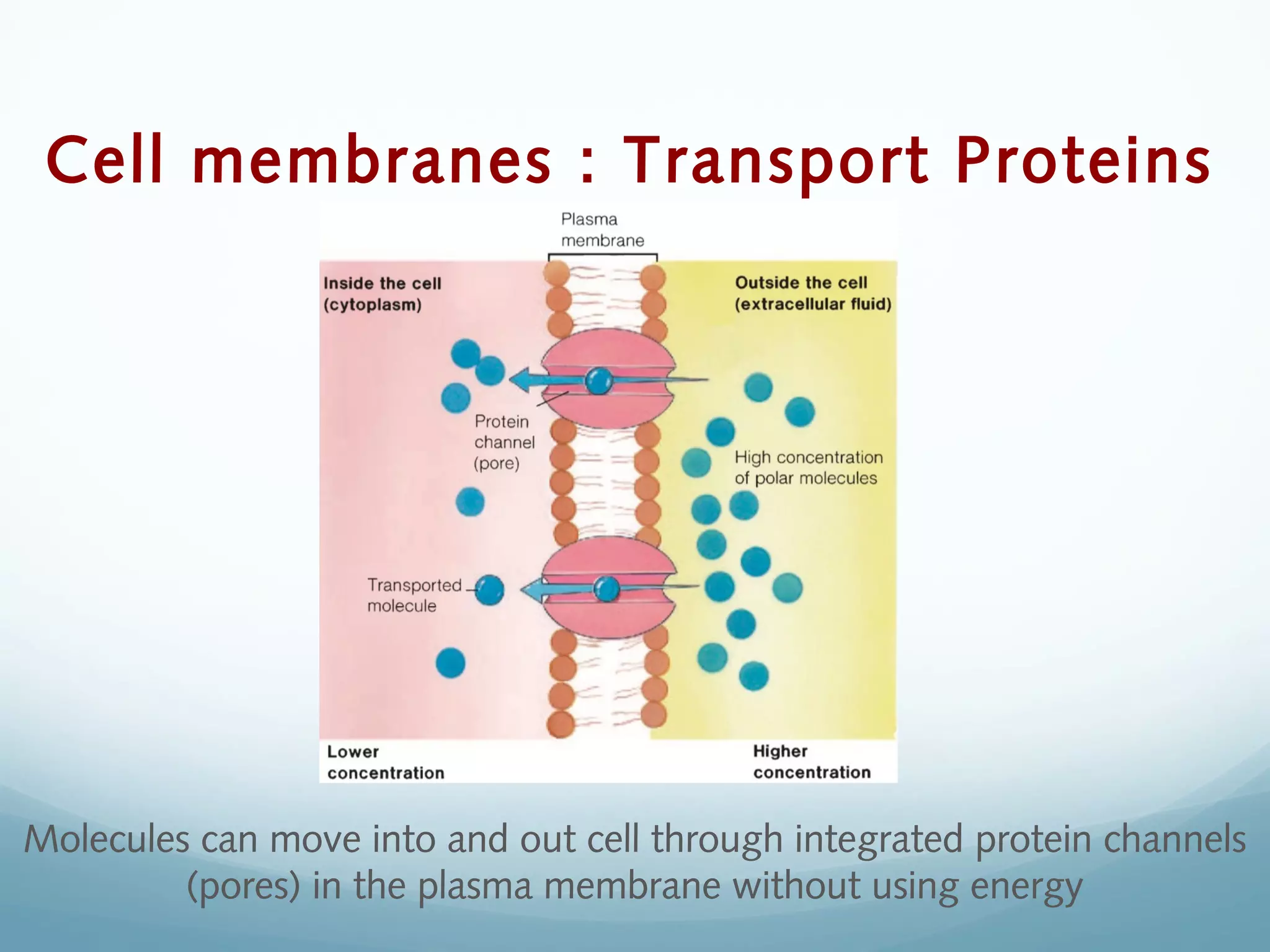 Animal Morphology : Cells, Tissues, Organs and Organ Aystems of Animals ...