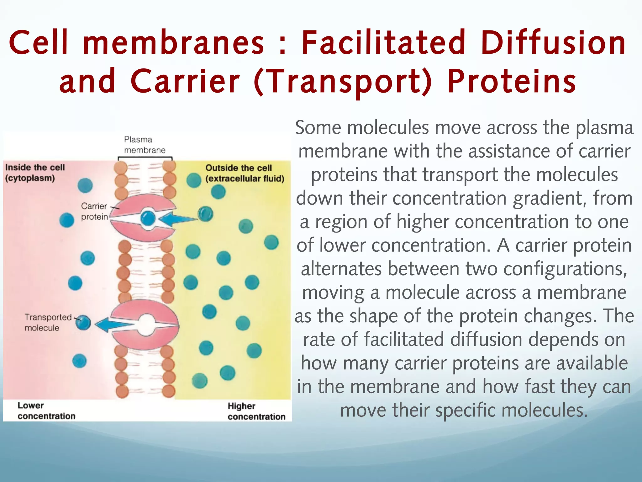 Animal Morphology : Cells, Tissues, Organs and Organ Aystems of Animals ...