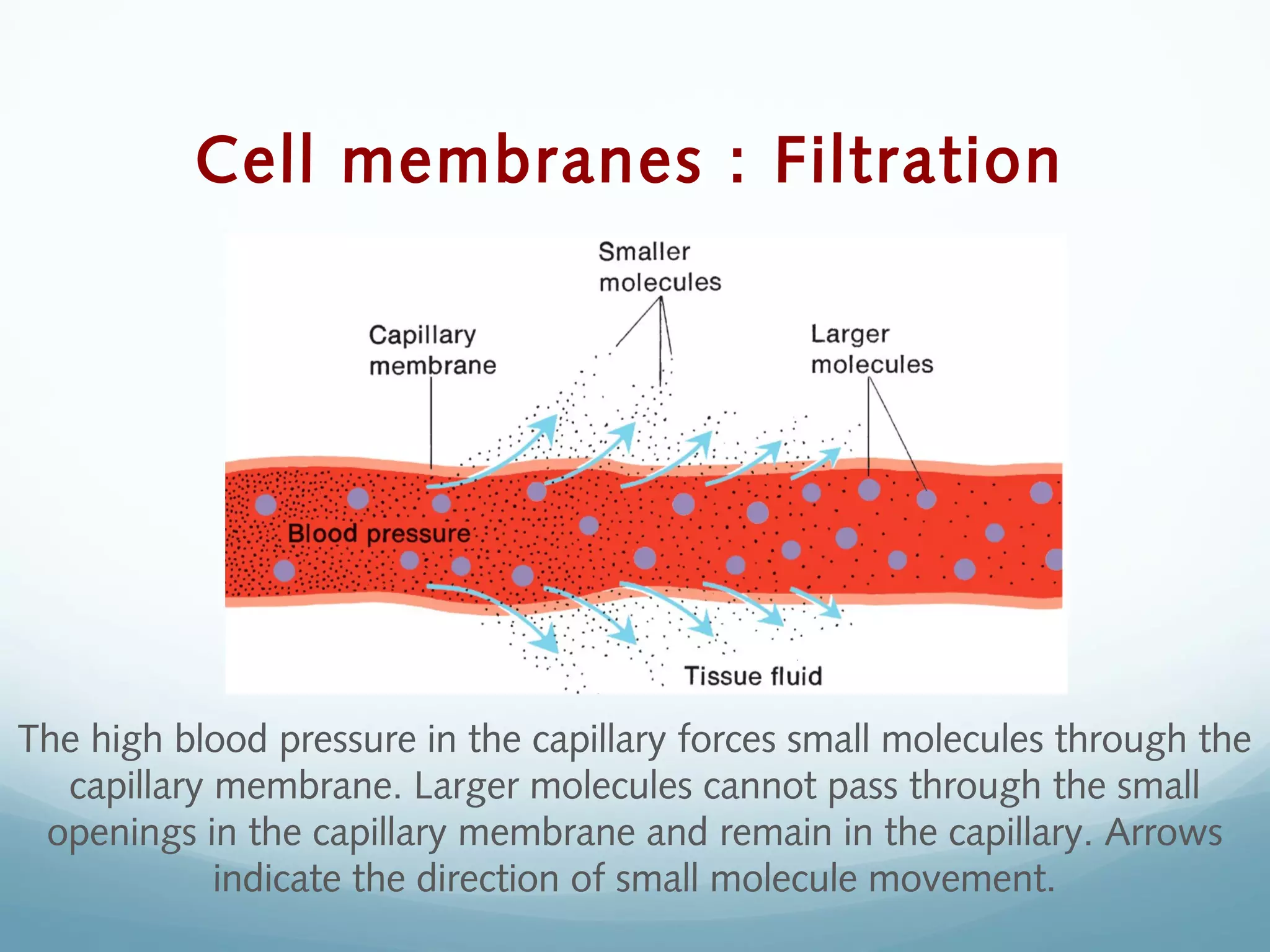 Animal Morphology : Cells, Tissues, Organs and Organ Aystems of Animals ...