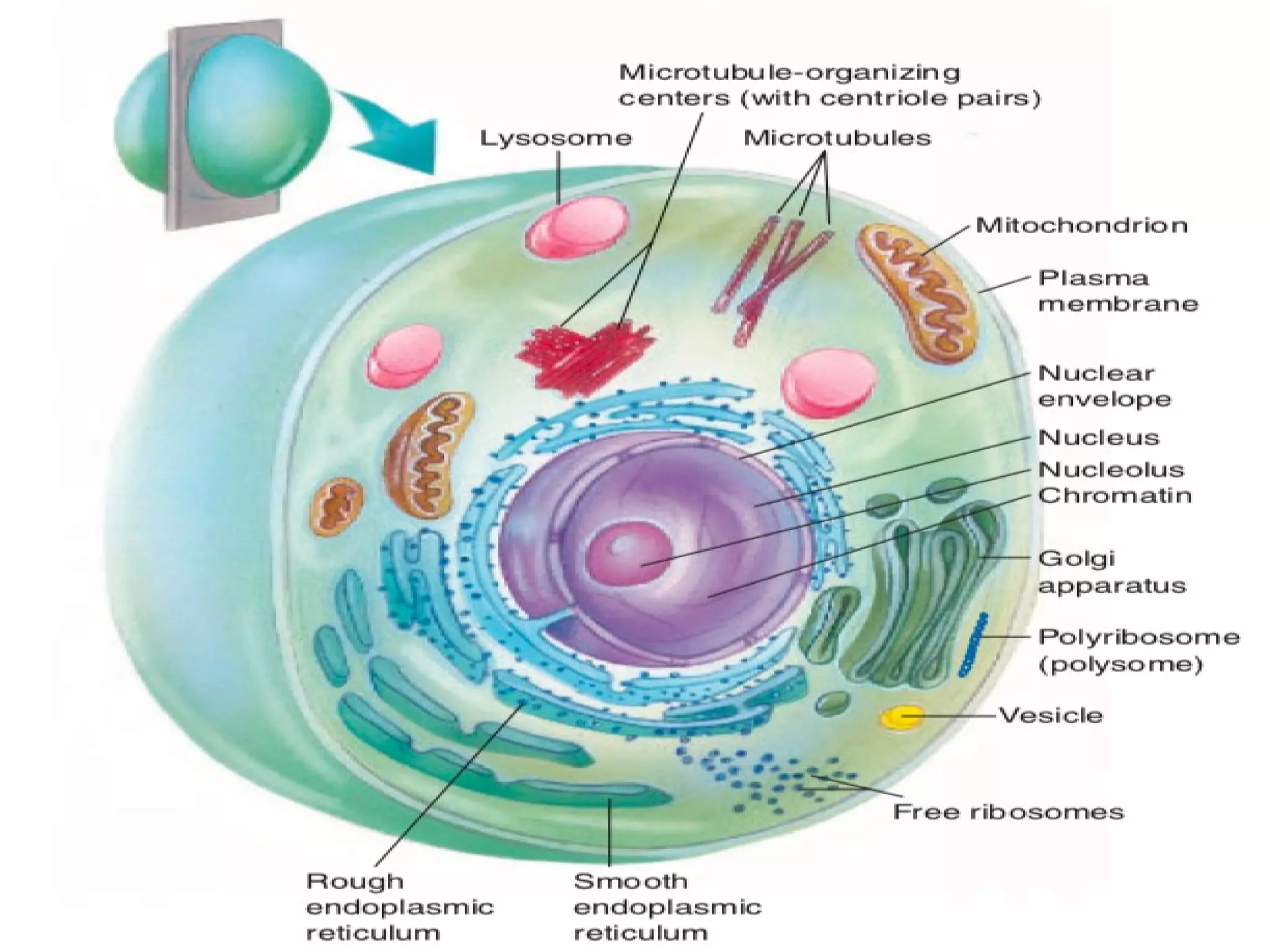 Animal Morphology : Cells, Tissues, Organs and Organ Aystems of Animals ...