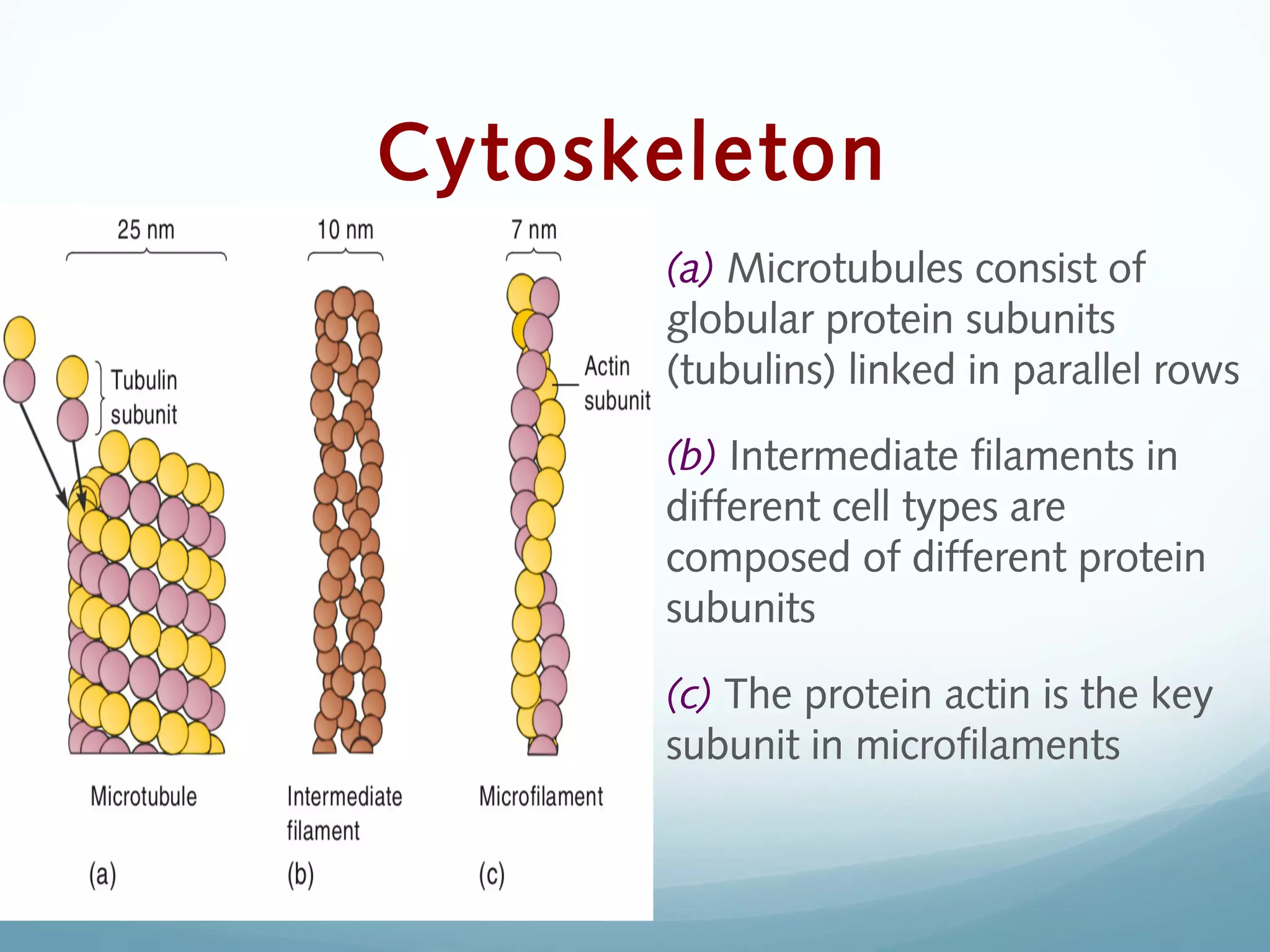 Animal Morphology : Cells, Tissues, Organs and Organ Aystems of Animals ...