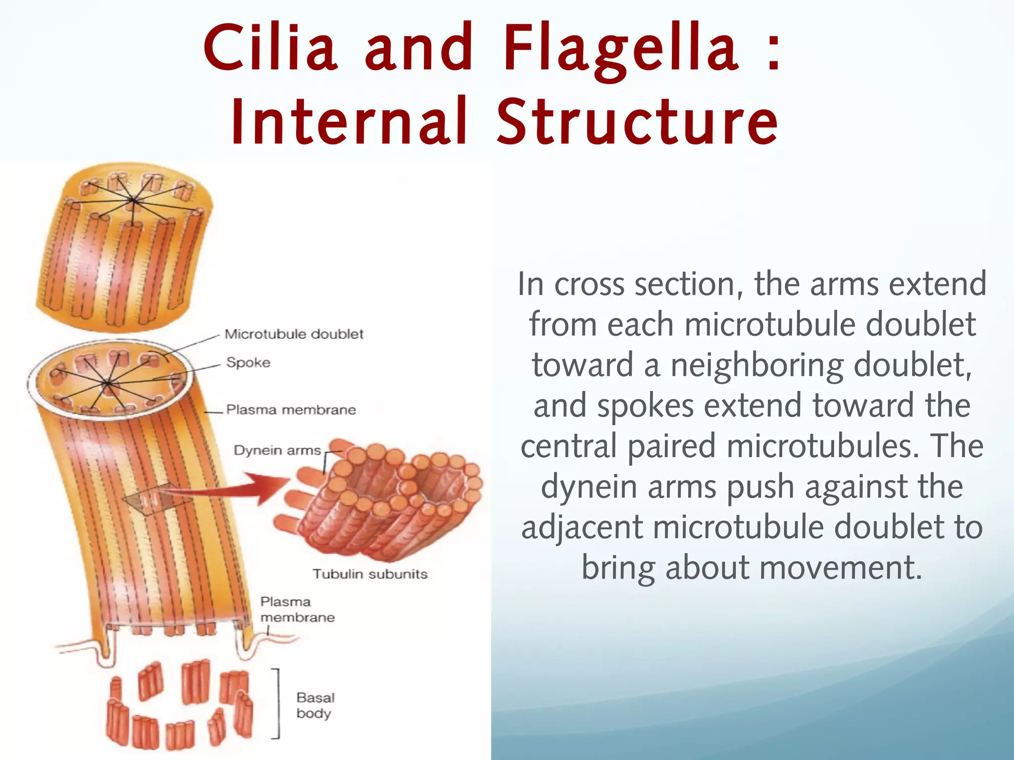 Animal Morphology : Cells, Tissues, Organs and Organ Aystems of Animals ...