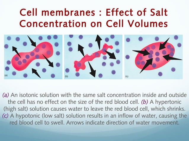 Animal Morphology : Cells, Tissues, Organs and Organ Aystems of Animals ...