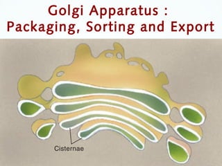 Animal Morphology : Cells, Tissues, Organs and Organ Aystems of Animals ...