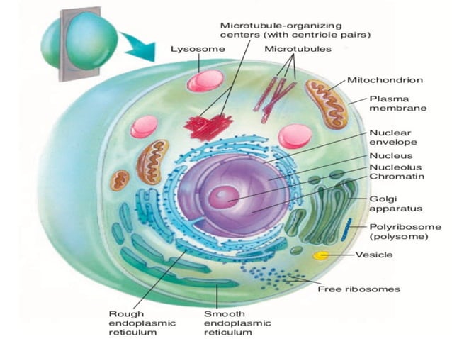 Animal Morphology : Cells, Tissues, Organs and Organ Aystems of Animals ...