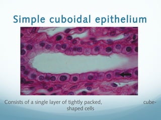 Animal Morphology : Cells, Tissues, Organs and Organ Aystems of Animals ...