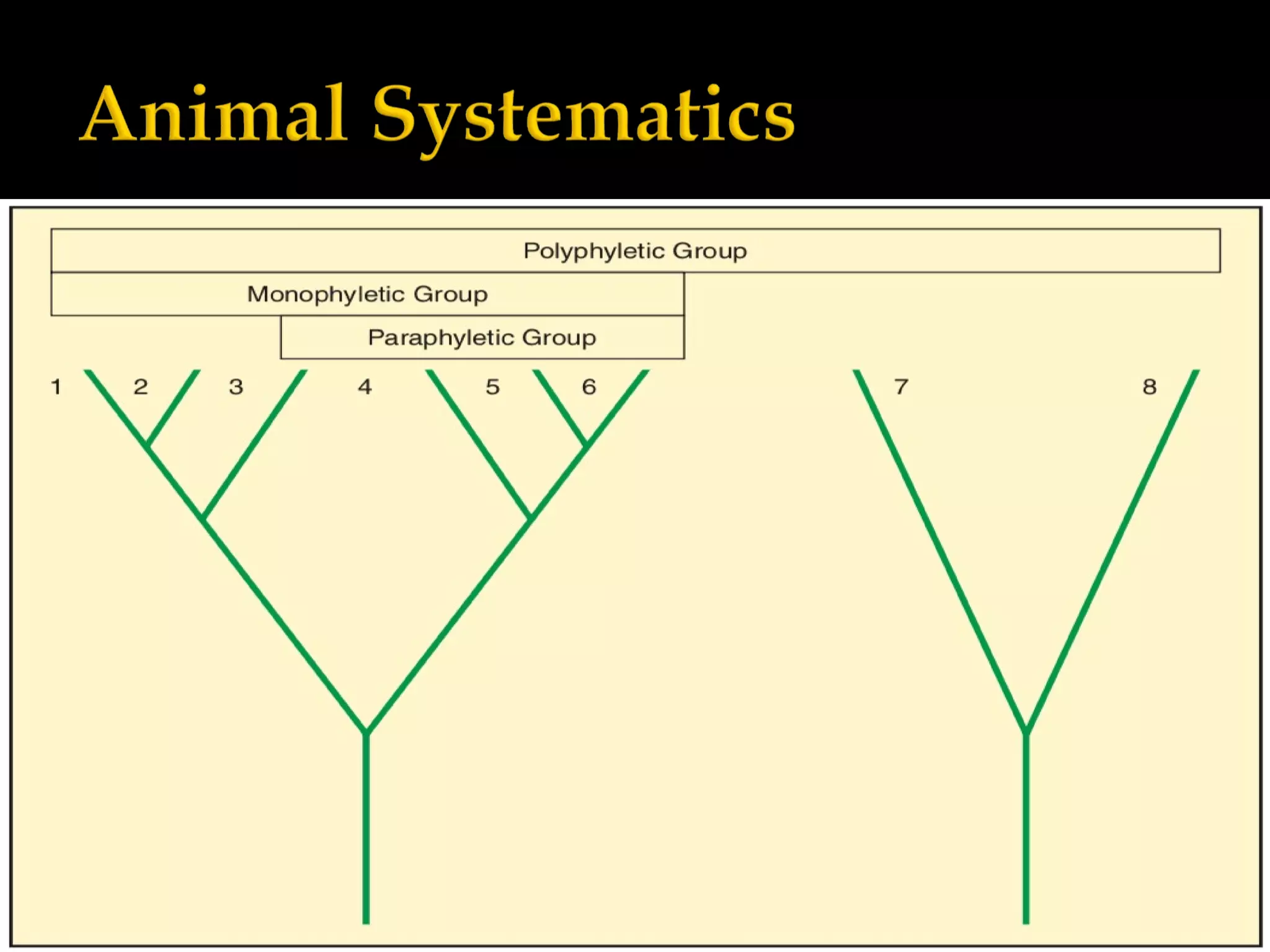 Animal Morphology : Animal Classification, Phylogeny and Organization | PPT