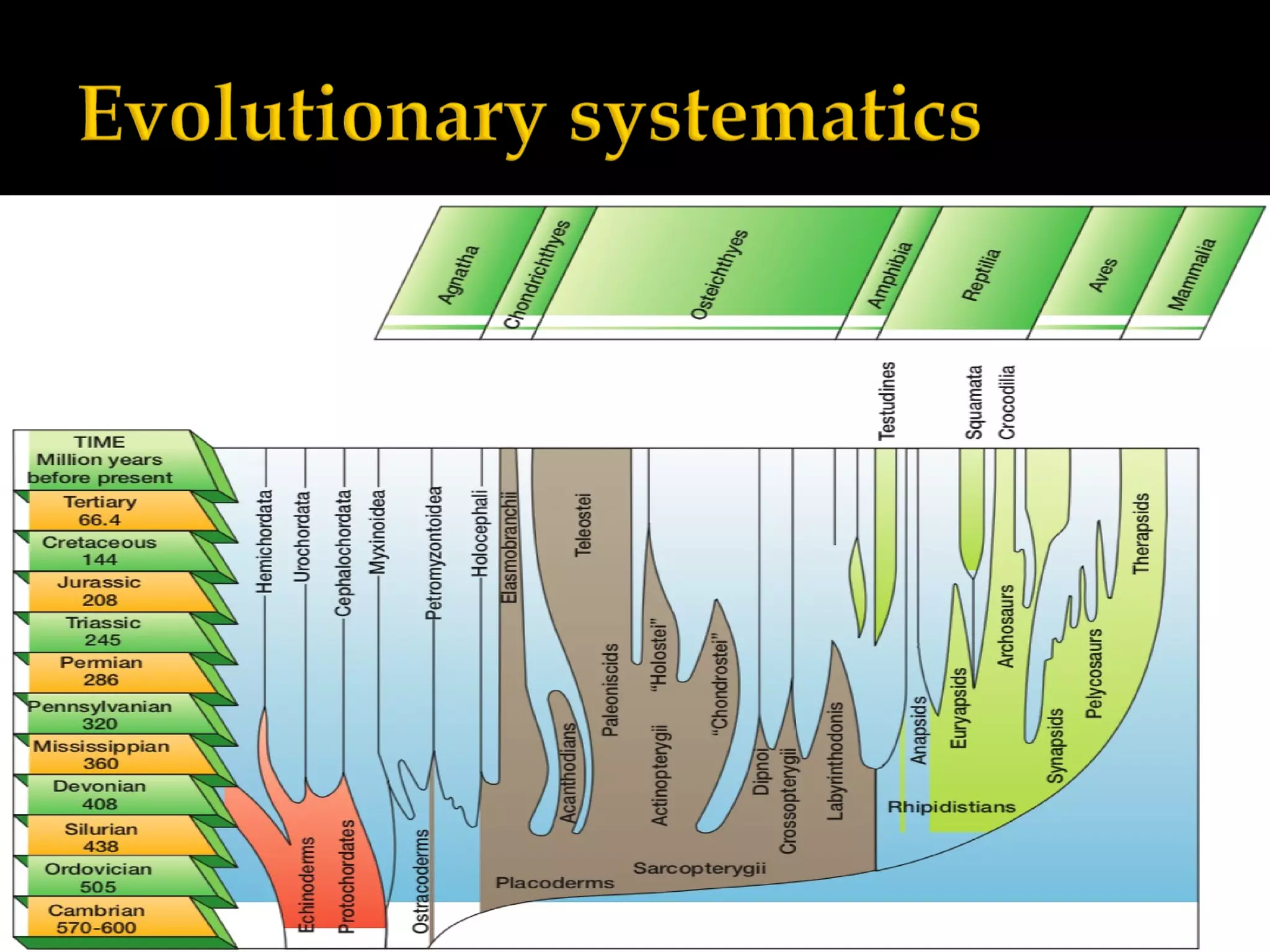 Animal Morphology : Animal Classification, Phylogeny and Organization | PPT
