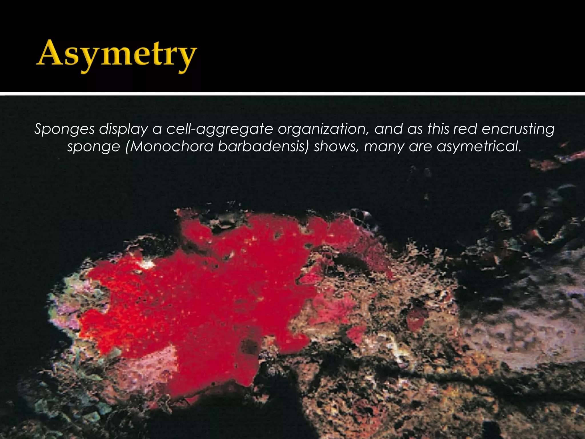 Animal Morphology : Animal Classification, Phylogeny and Organization | PPT