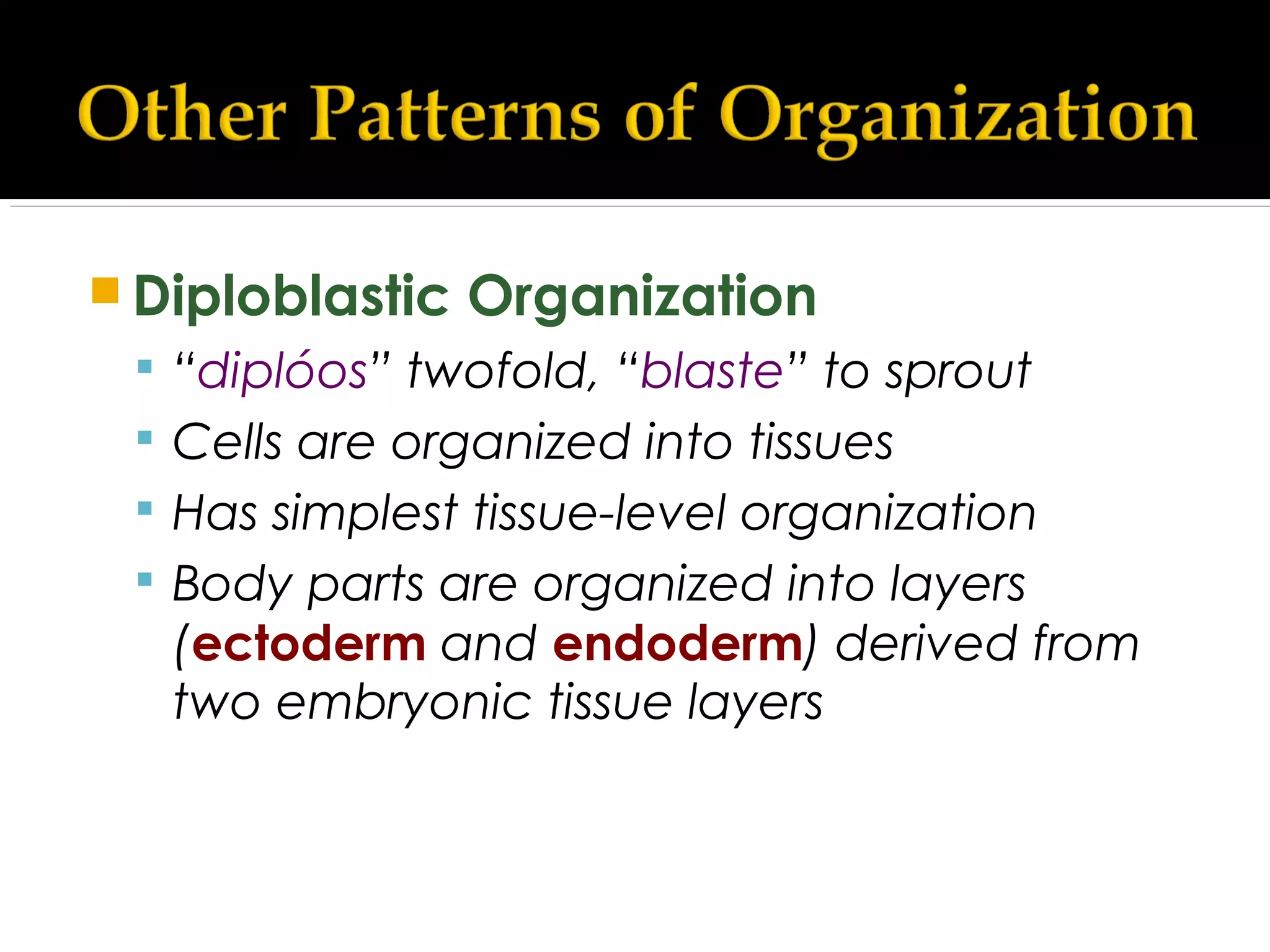 Animal Morphology : Animal Classification, Phylogeny and Organization | PPT