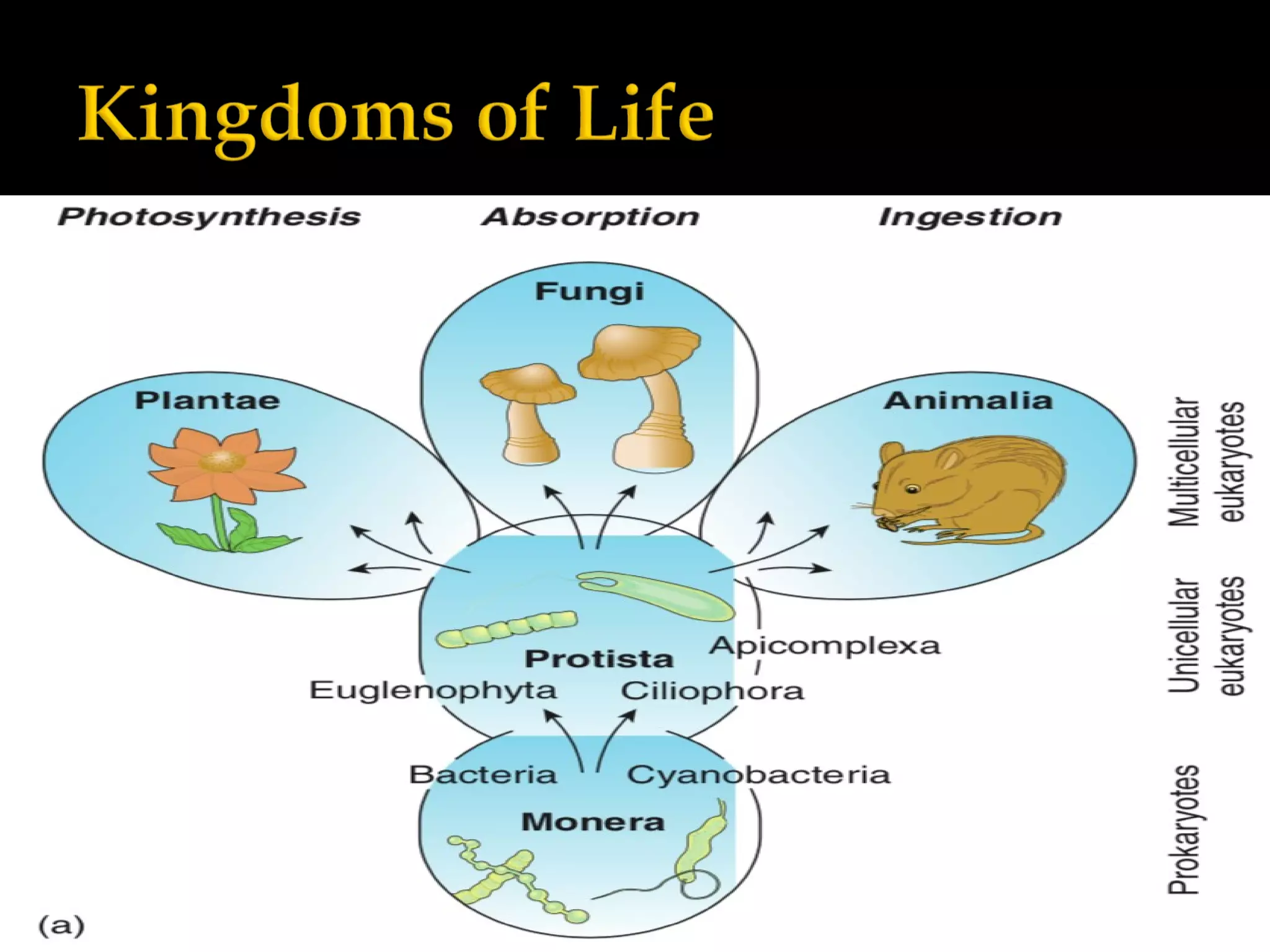 Animal Morphology : Animal Classification, Phylogeny and Organization | PPT