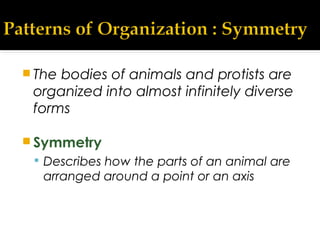 Animal Morphology : Animal Classification, Phylogeny and Organization | PPT