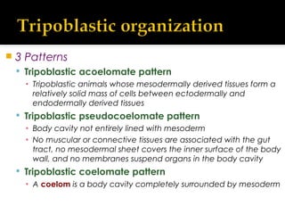 Animal Morphology : Animal Classification, Phylogeny and Organization | PPT