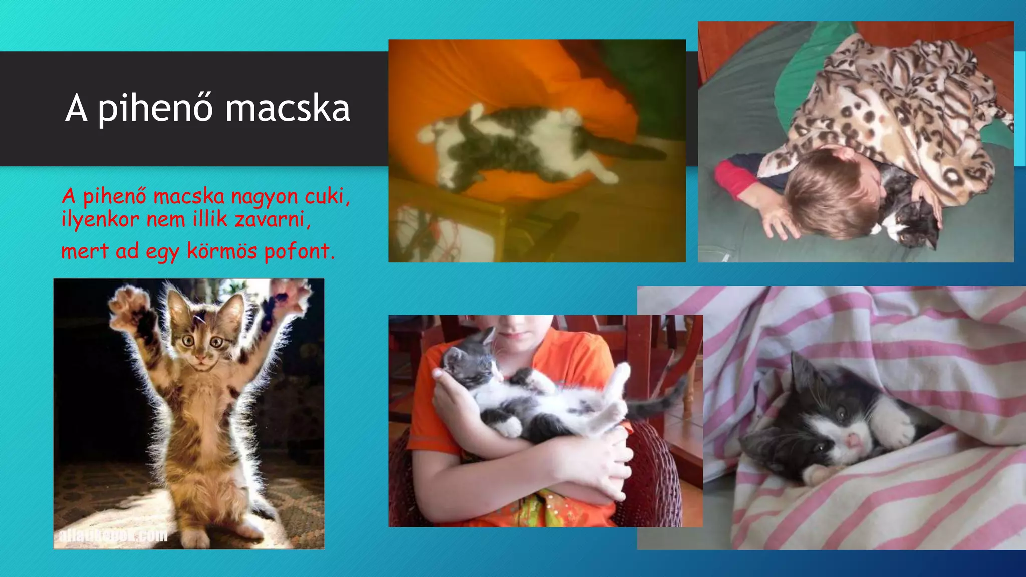 A macska | PPSX