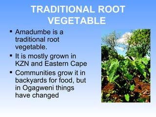 Amadumbe for Life | PPT