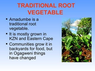 Amadumbe for Life | PPT | Free Download