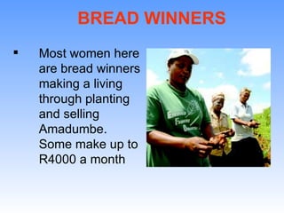 Amadumbe for Life | PPT | Free Download