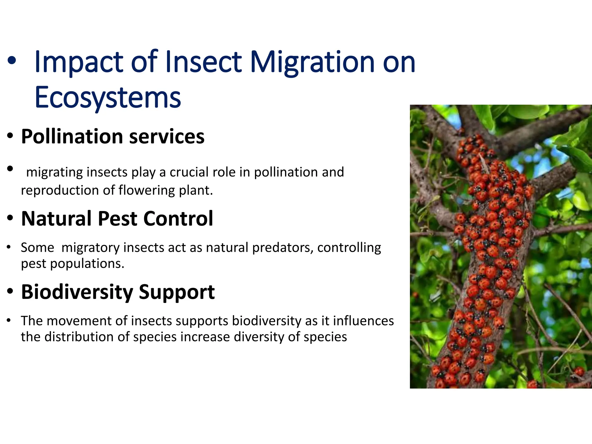 Insect Migration and displacement .pptx | Birdwatching | Hobbies ...