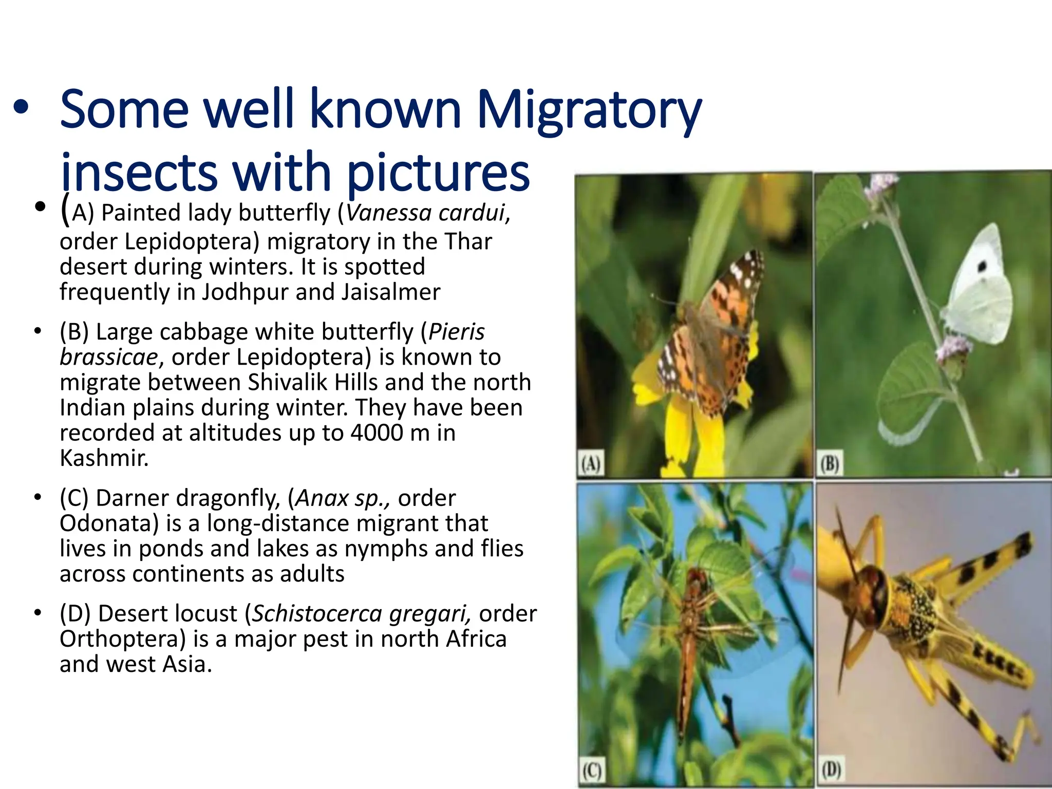 Insect Migration and displacement .pptx | Birdwatching | Hobbies ...