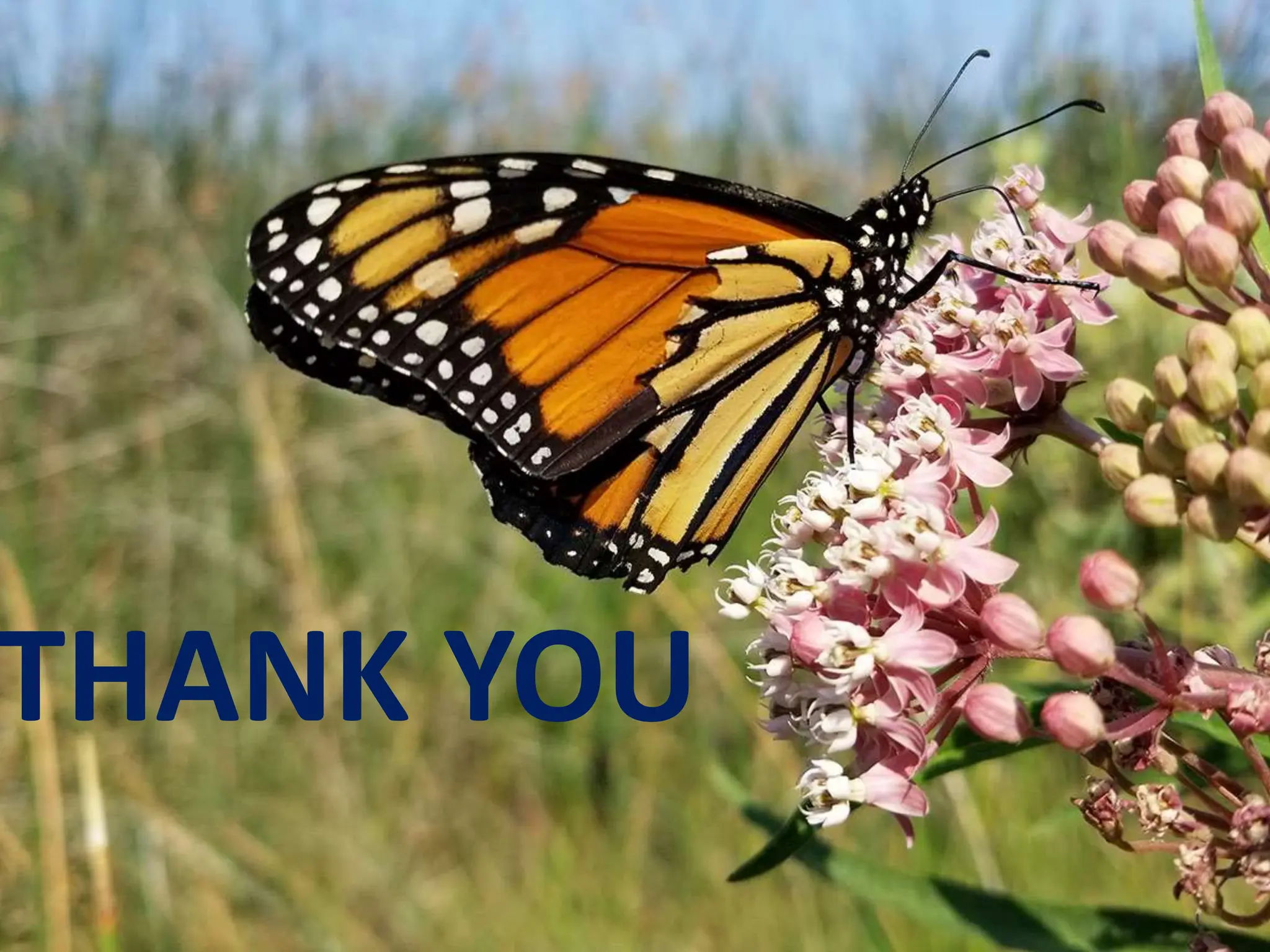 Insect Migration and displacement .pptx | Birdwatching | Hobbies ...