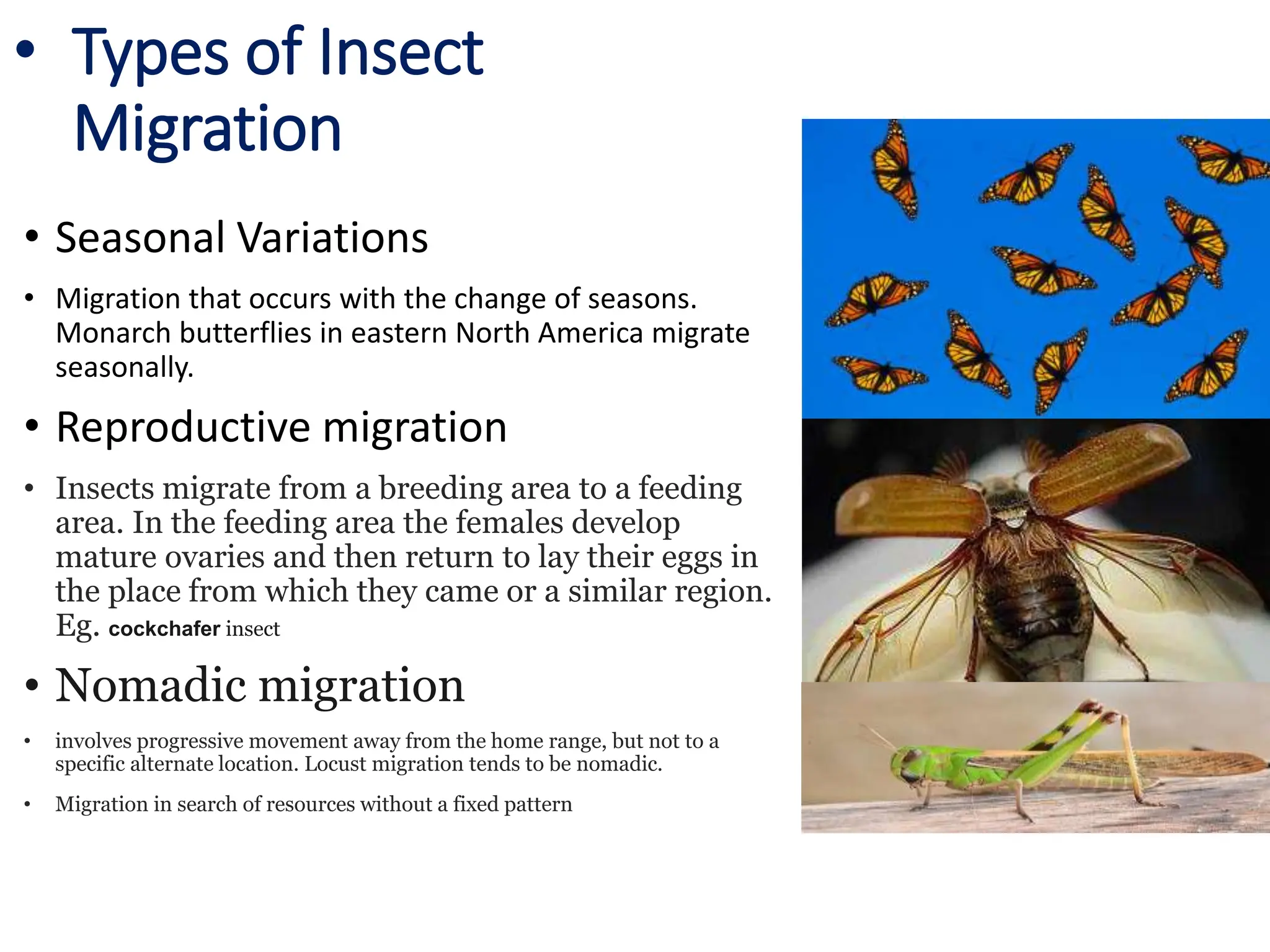 Insect Migration and displacement .pptx | Birdwatching | Hobbies ...