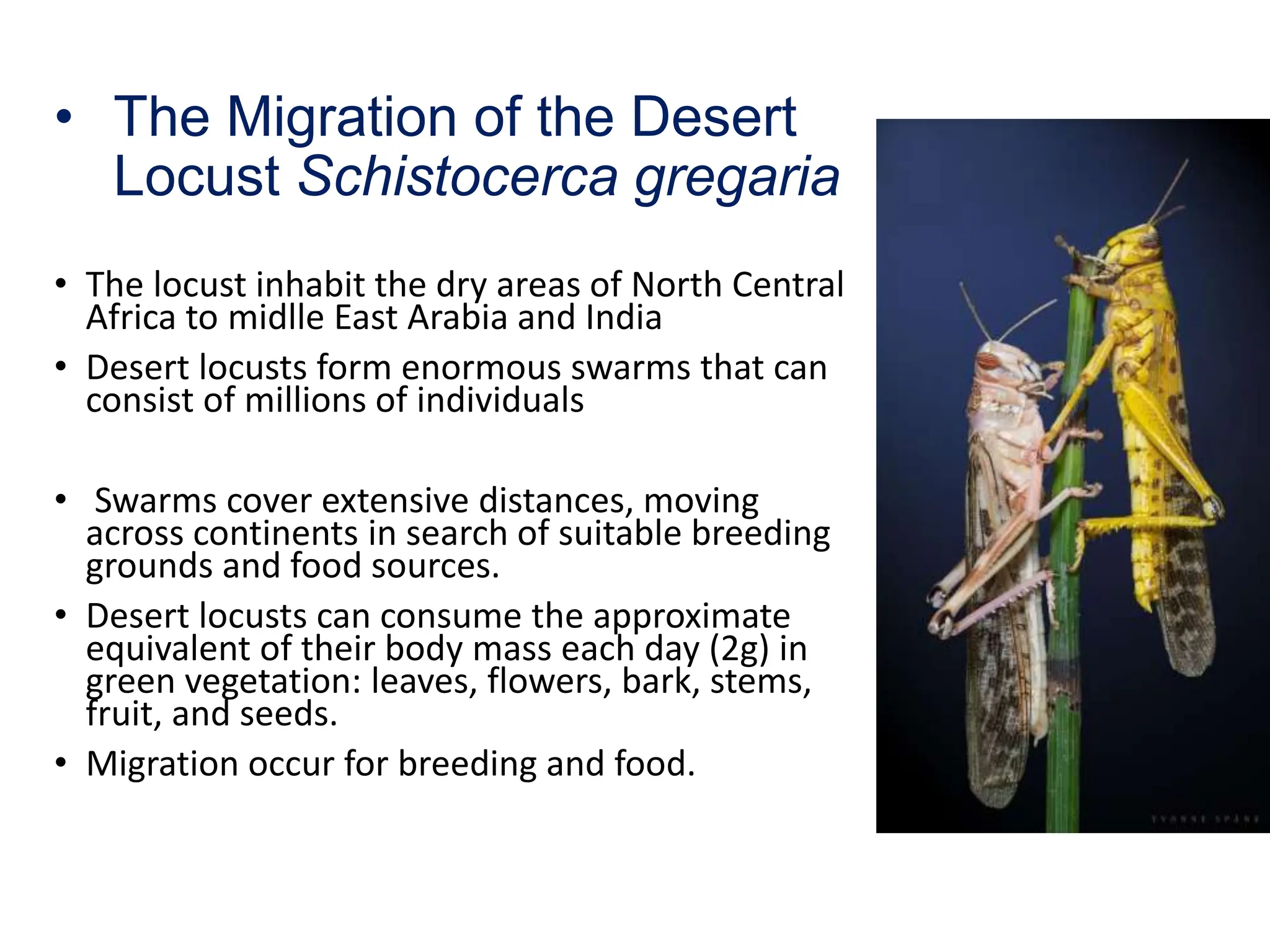 Insect Migration and displacement .pptx | Birdwatching | Hobbies ...