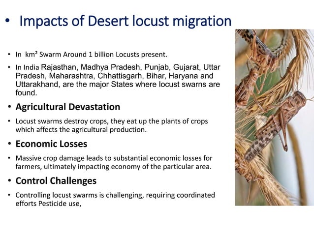 Insect Migration and displacement .pptx | Birdwatching | Hobbies ...