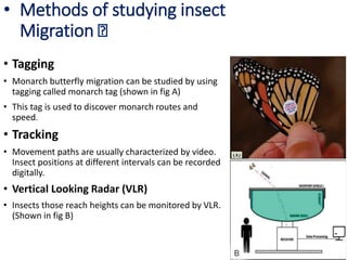 Insect Migration and displacement .pptx | Birdwatching | Hobbies ...