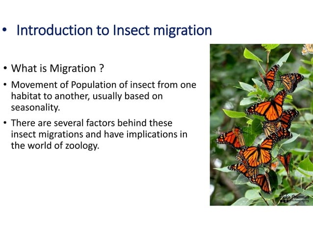 Insect Migration and displacement .pptx | Birdwatching | Hobbies ...