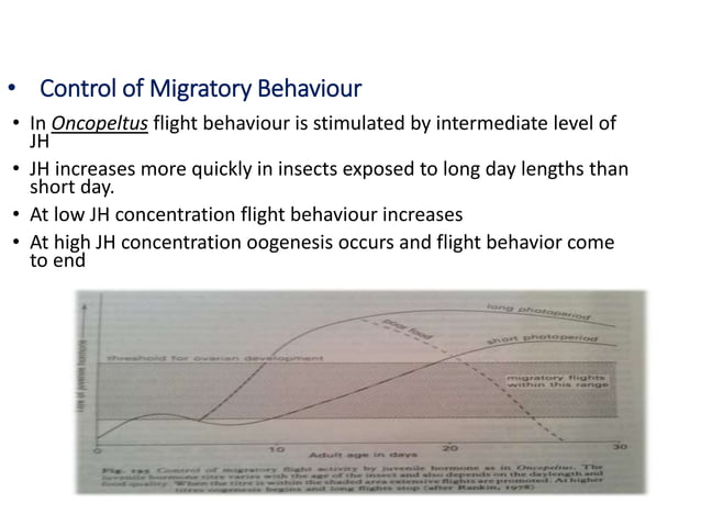Insect Migration And Displacement Pptx Birdwatching Hobbies And Interests
