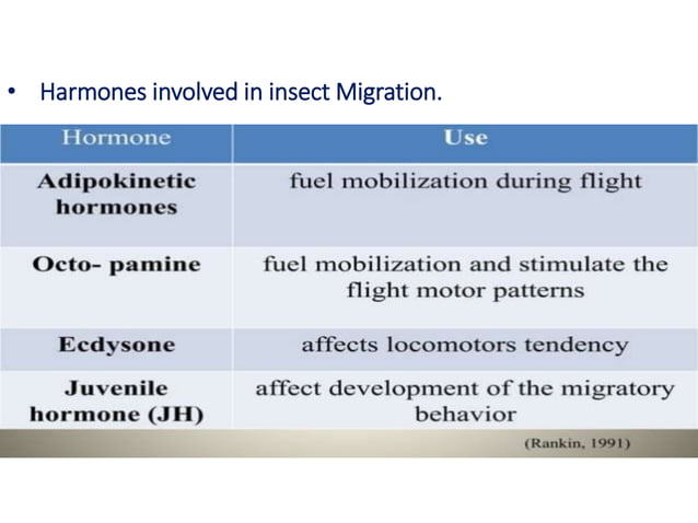 Insect Migration and displacement .pptx | Birdwatching | Hobbies ...