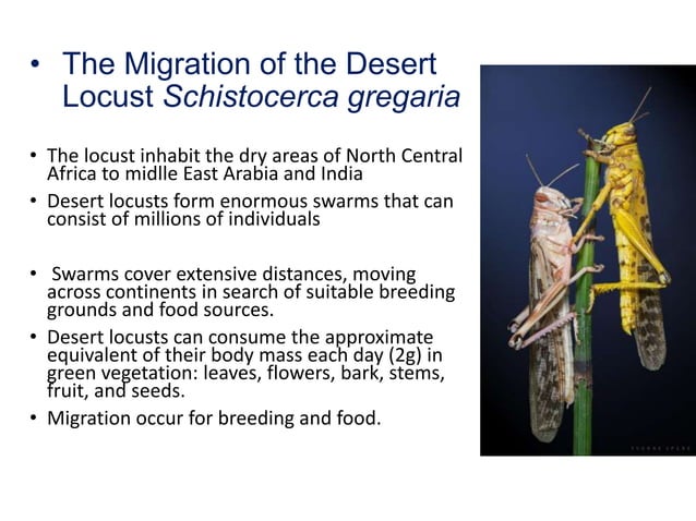 Insect Migration and displacement .pptx | Birdwatching | Hobbies ...