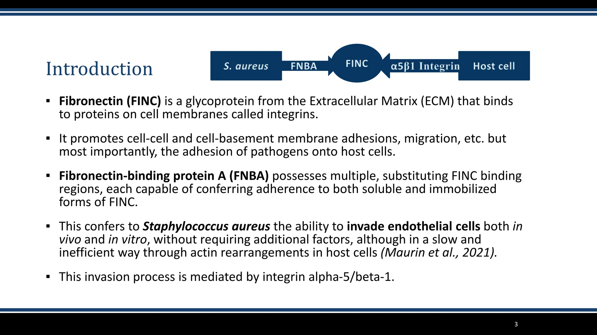 Protein Protein Complex Structural Analysis Of Human Fibronectin And Staphylococcus Aureus