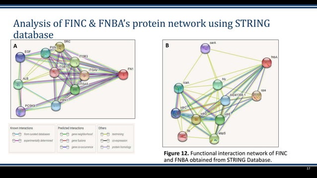 Protein Protein Complex Structural Analysis Of Human Fibronectin And Staphylococcus Aureus