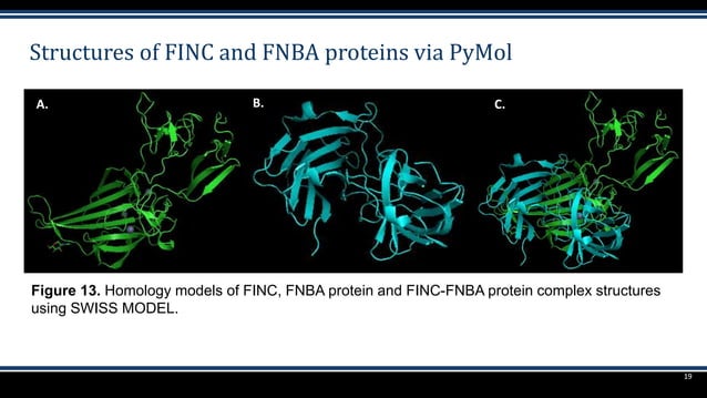Protein Protein Complex Structural Analysis Of Human Fibronectin And Staphylococcus Aureus