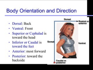 Pengenalan Anatomi | PPT