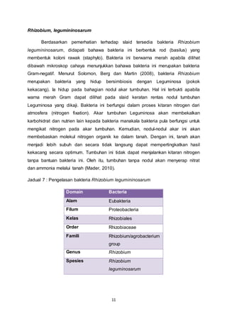 Amali 1 bakteria | DOCX
