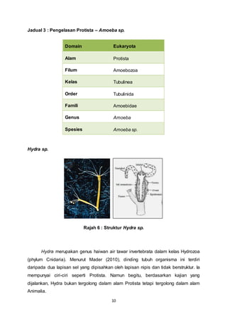Amali 2 protista | PDF