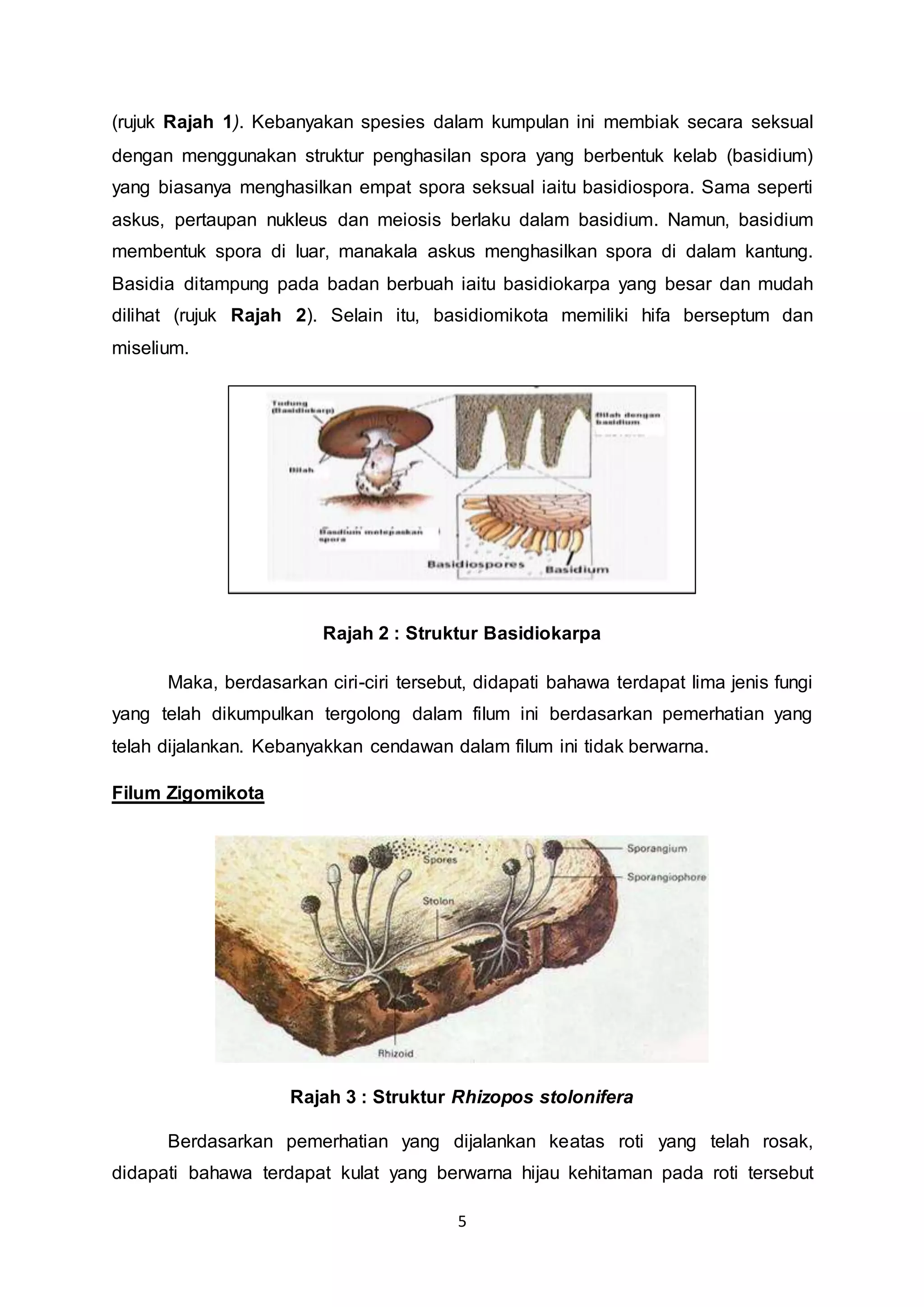 Amali 3 fungi | DOCX