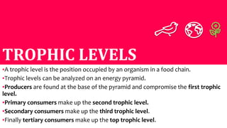 food chain | PPTX