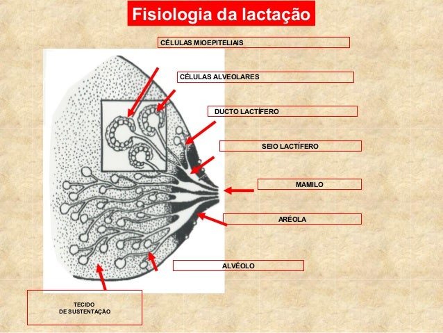 Aula de amamentação - Curso de Doulas