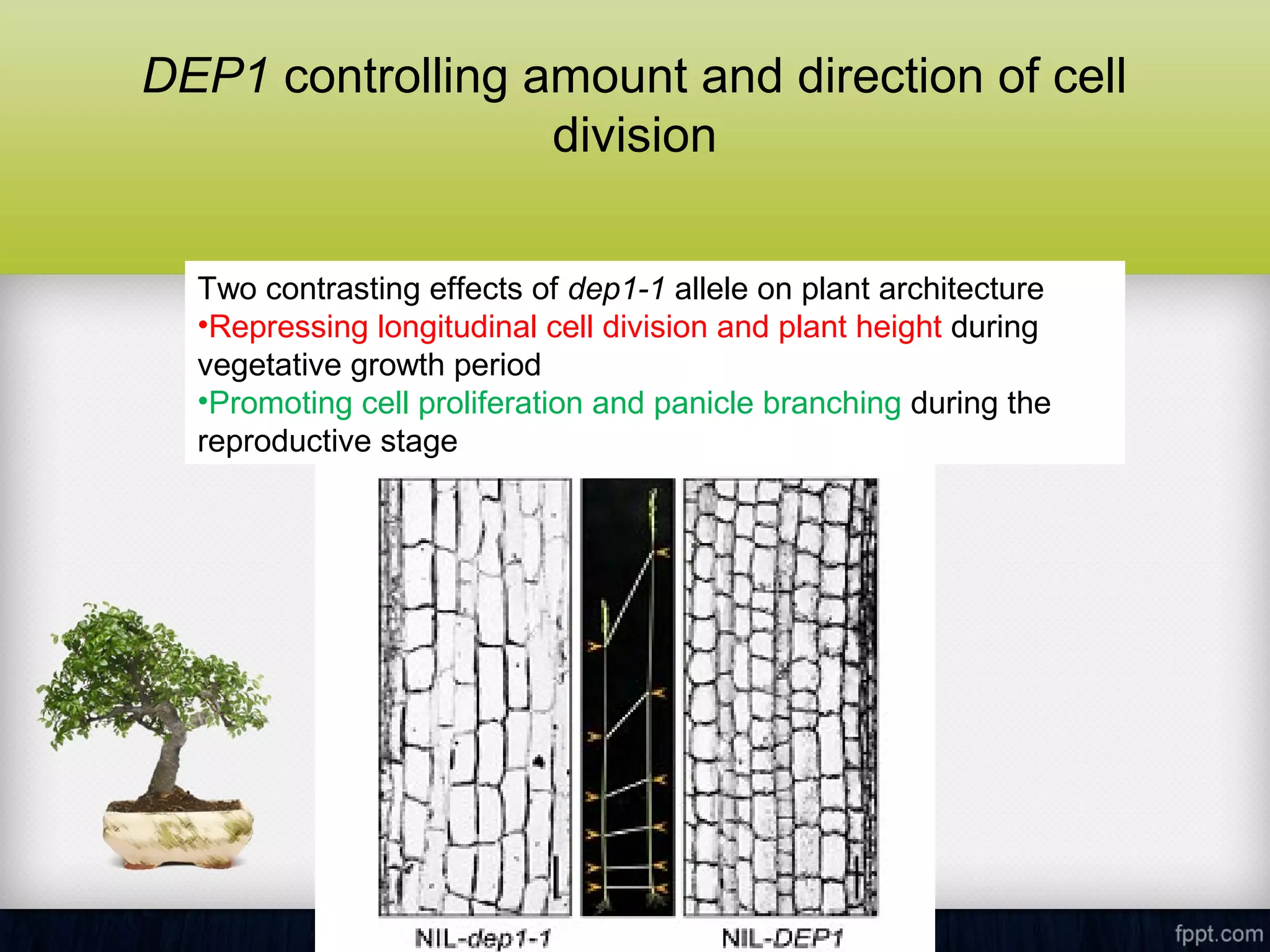 Nutrient Use Efficiency: Molecular Mechanism and Advances | PPT