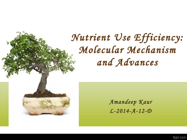 Nutrient Use Efficiency: Molecular Mechanism and Advances | PPT ...
