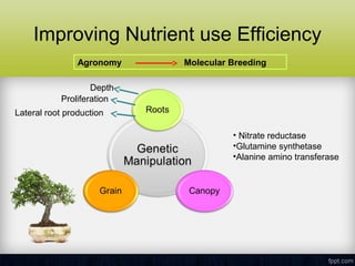 Nutrient Use Efficiency: Molecular Mechanism and Advances | PPT