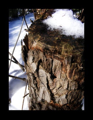 Amanda Fleury Photography | PDF