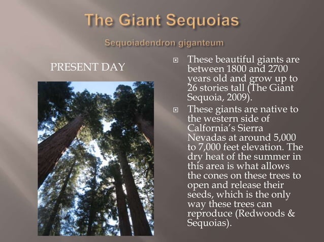 Amanda stone field assignment | PPTX