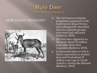 Amanda stone field assignment | PPTX