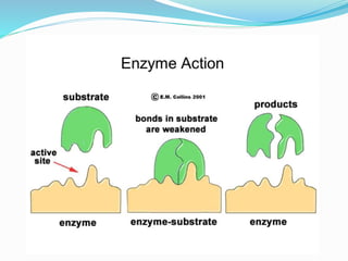 ENZYMES PRESENTATION | PPT