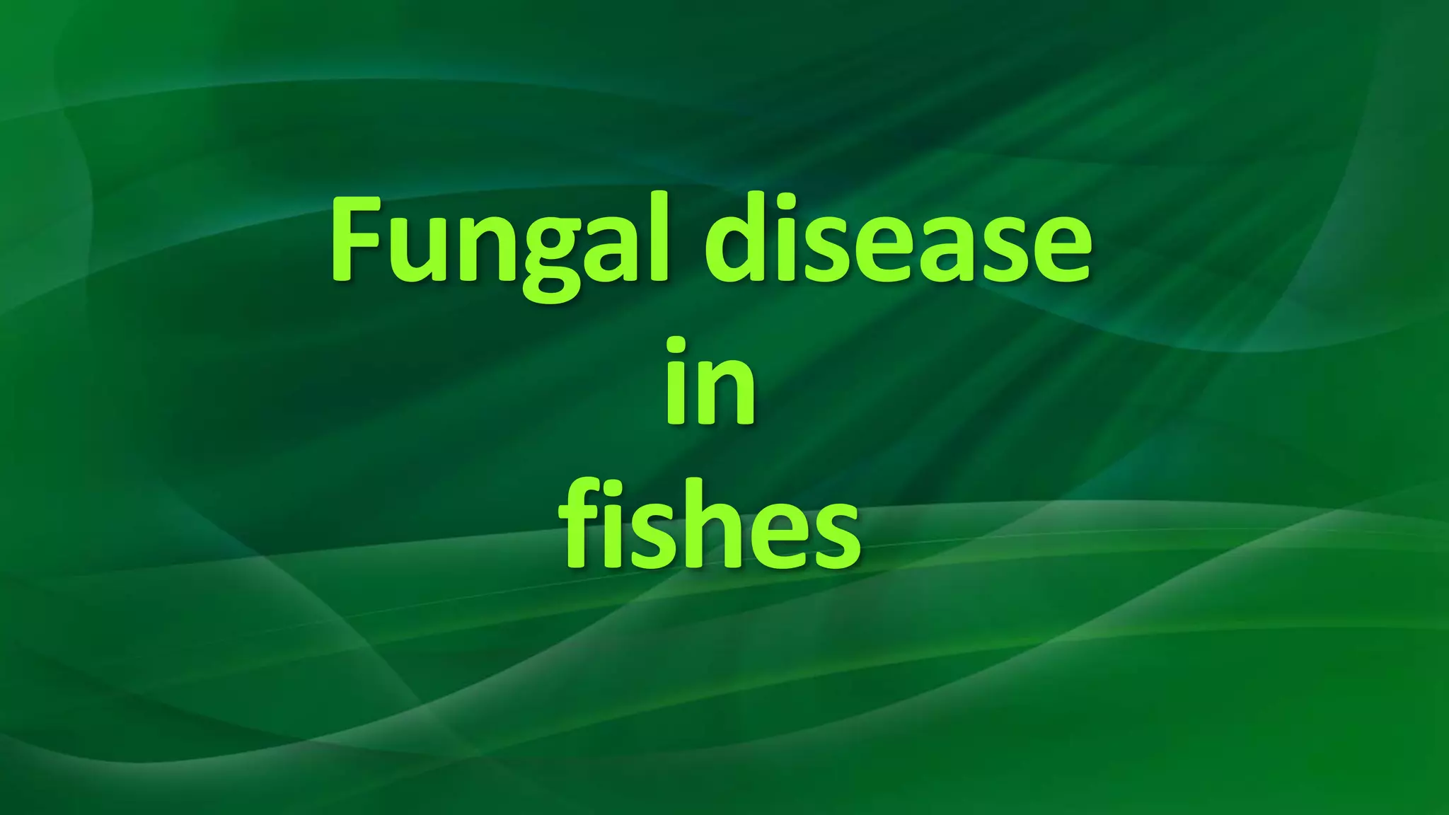 fungal disease in fishes | PPTX