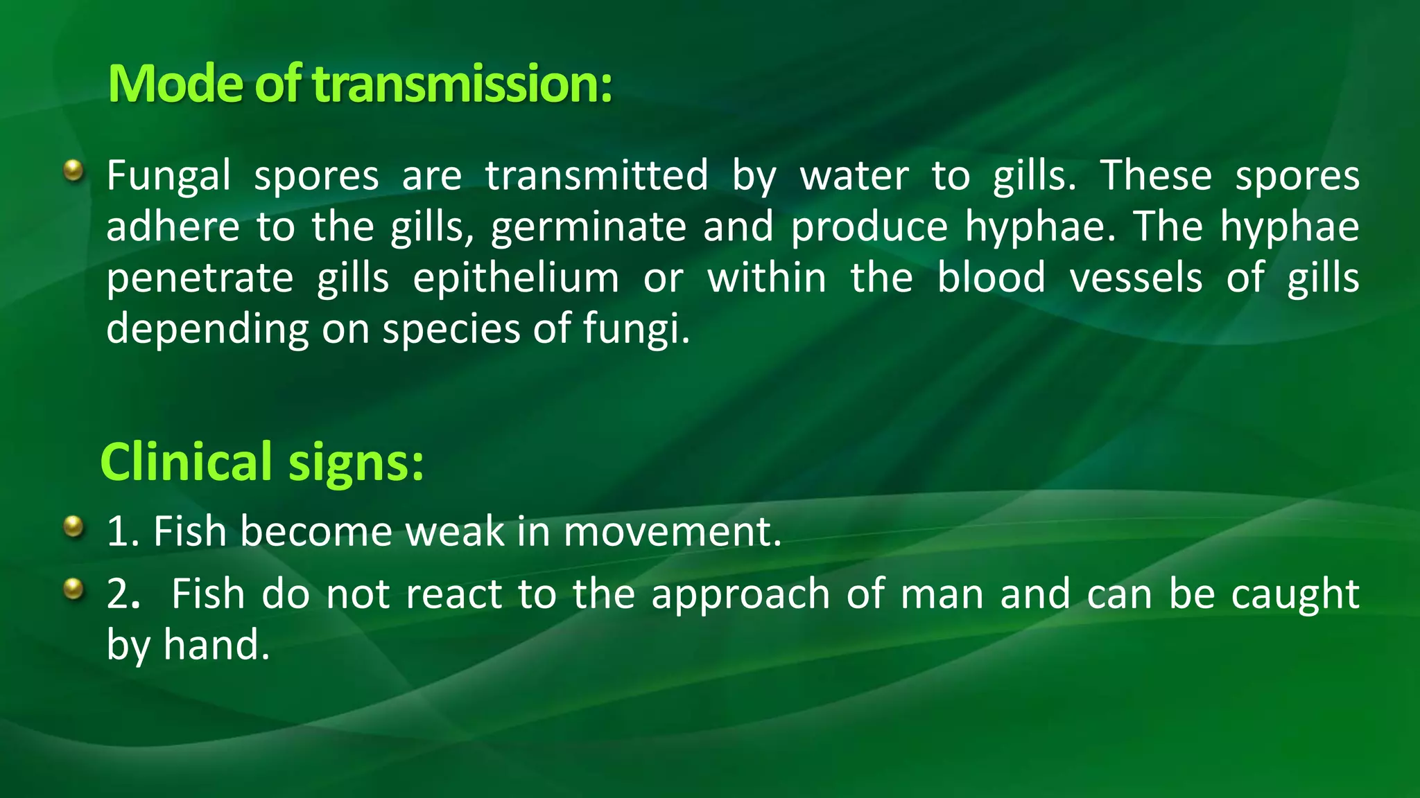 fungal disease in fishes | PPTX